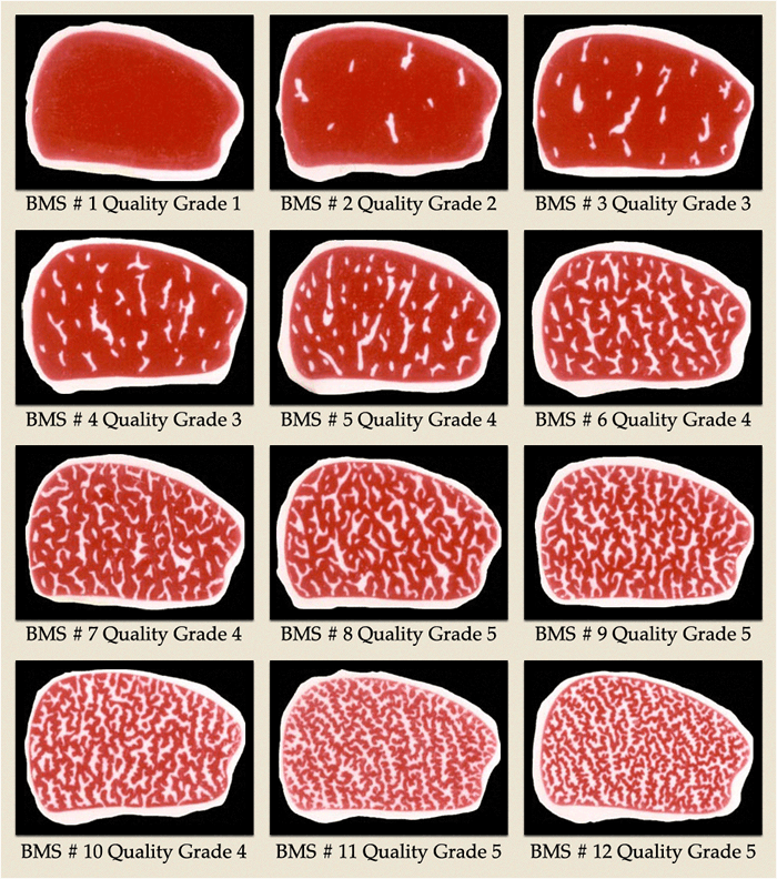 Wagyu 101 – Nakanishi